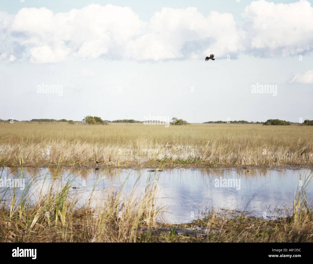 Florida crocodile bird hi-res stock photography and images - Alamy