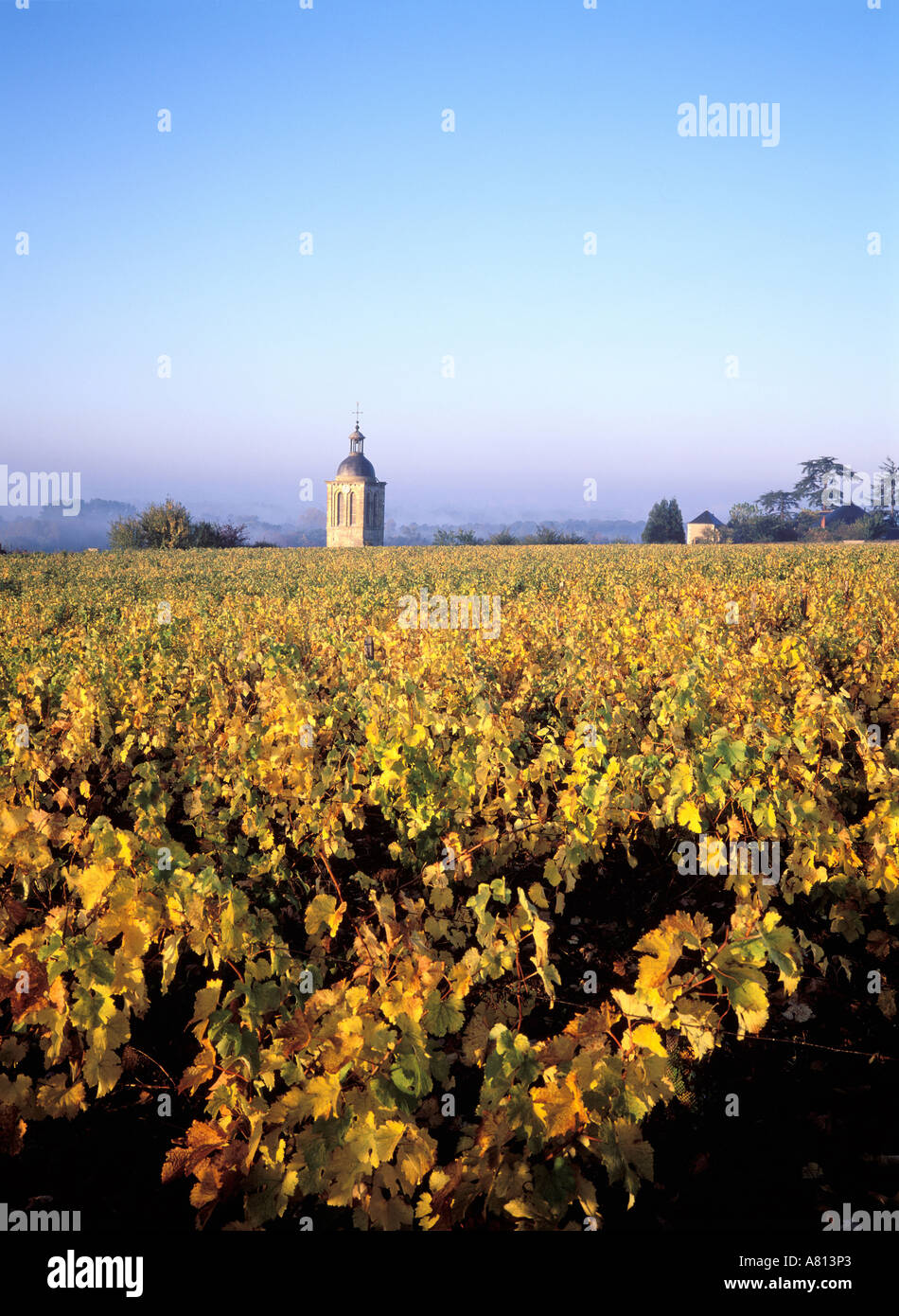 France, Indre et Loire, Vouvray vineyard in Touraine region (Huet wine ...