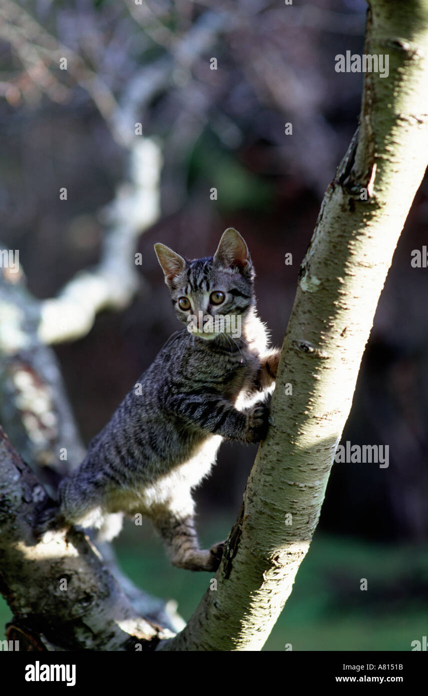 young cat in a tree Stock Photo - Alamy