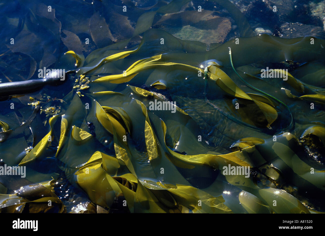 bull kelp nereocystis luetkeana Stock Photo - Alamy