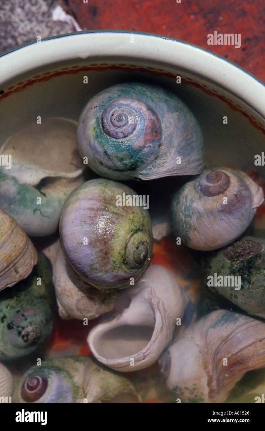 Polinices hi-res stock photography and images - Alamy