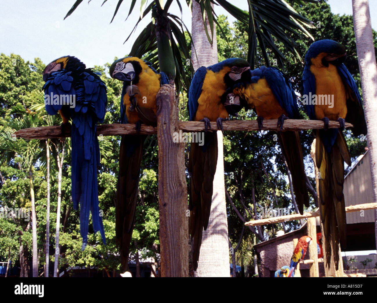 Macaws in Miami Ara Ararauna Stock Photo - Alamy