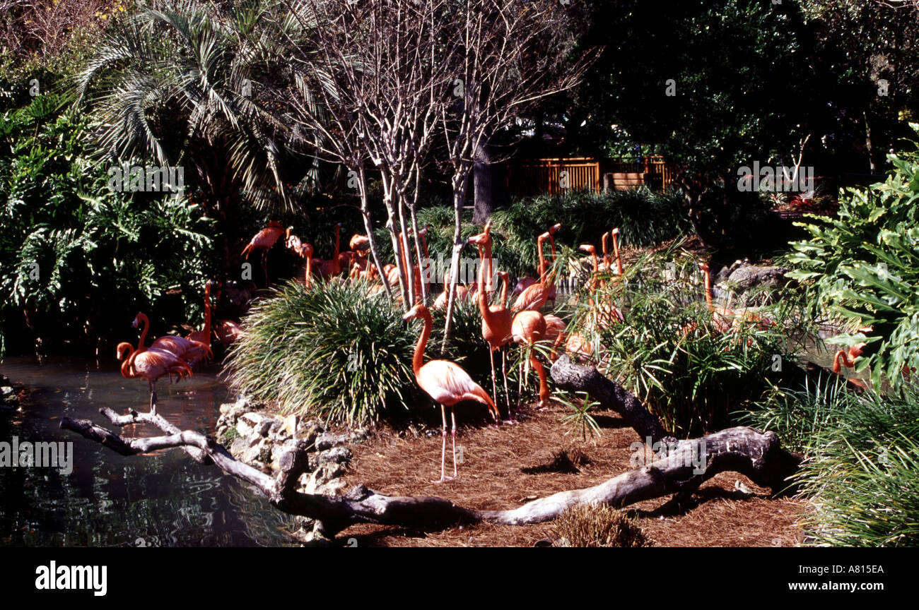 Flamingos seaworld orlando hi-res stock photography and images - Alamy