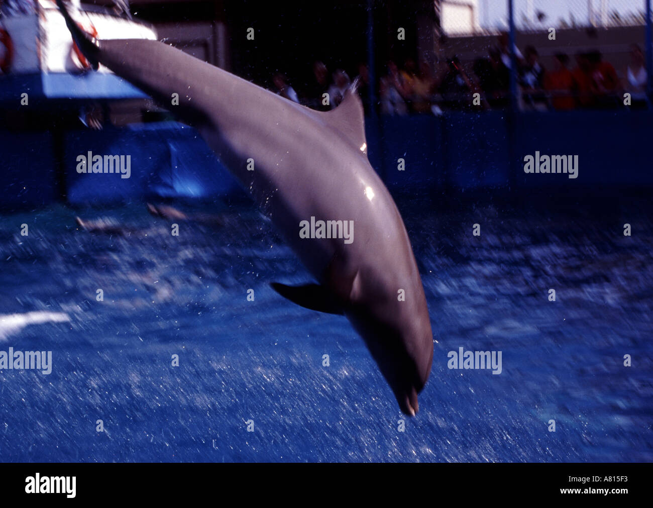 Bottlenose dolphin florida hi-res stock photography and images - Alamy