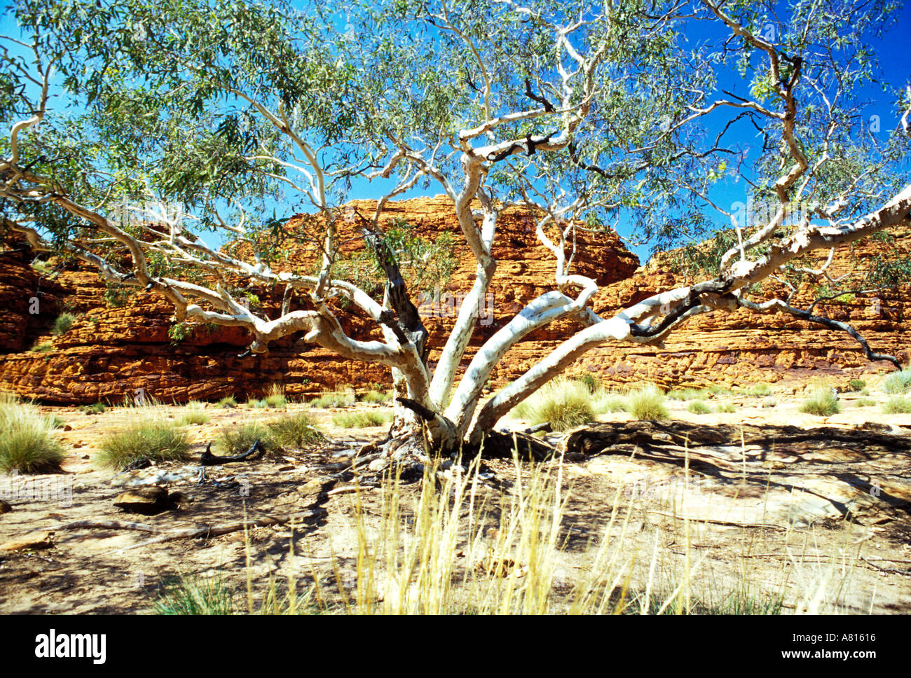 Gum Tree King's Canyon Northern Territory Australia Stock Photo - Alamy