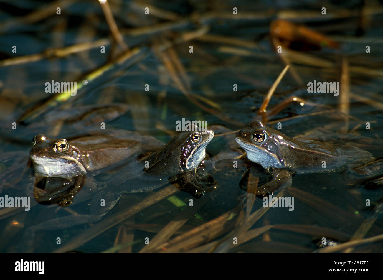 Wood frog RANA SYLVATICA spawn Stock Photo - Alamy