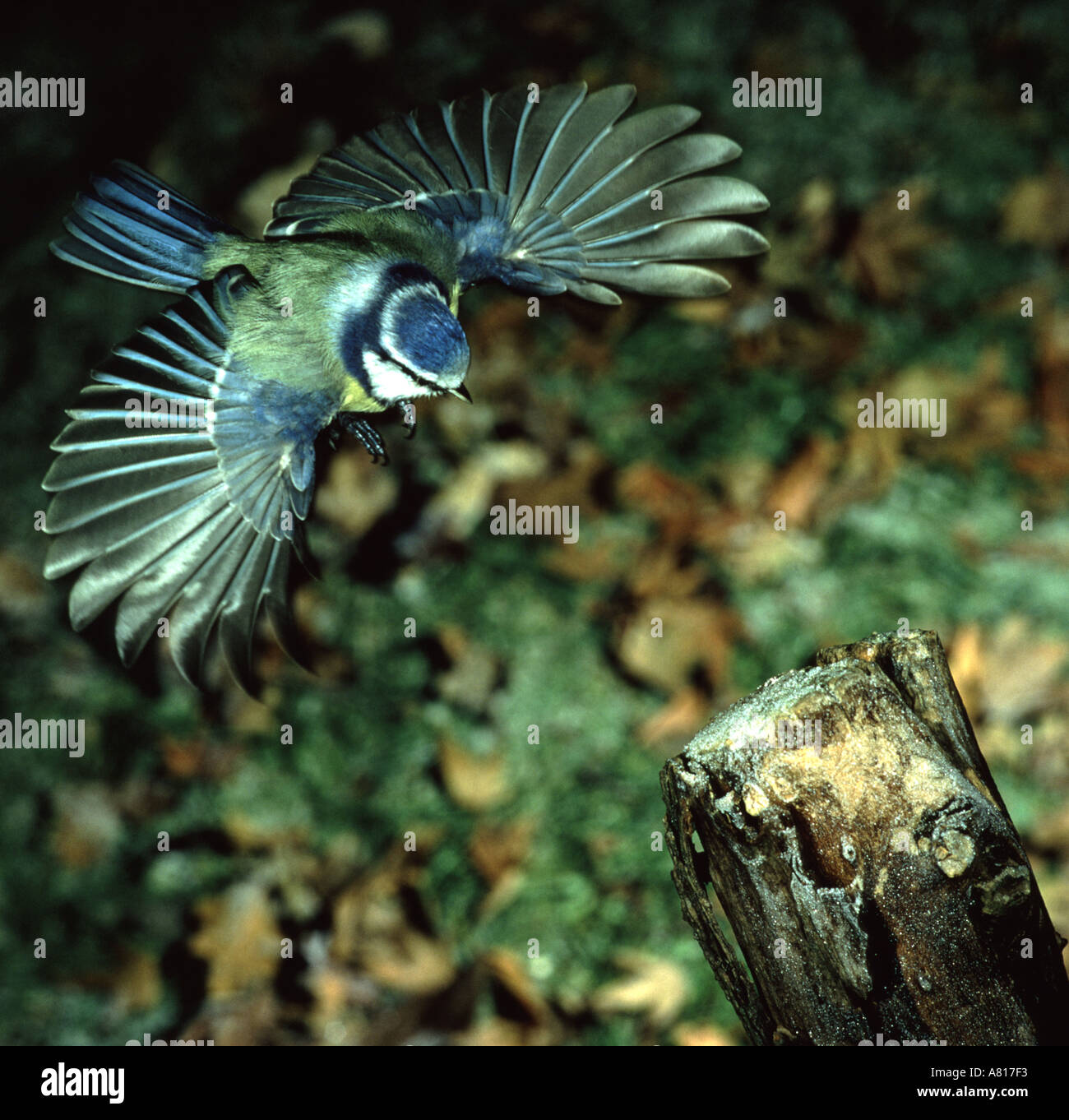 Blue Tit in flight Stock Photo - Alamy