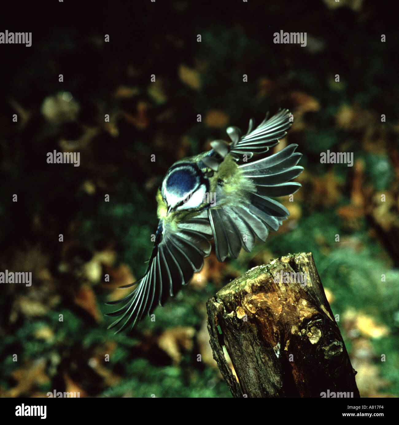 Blue Tit in flight Stock Photo - Alamy
