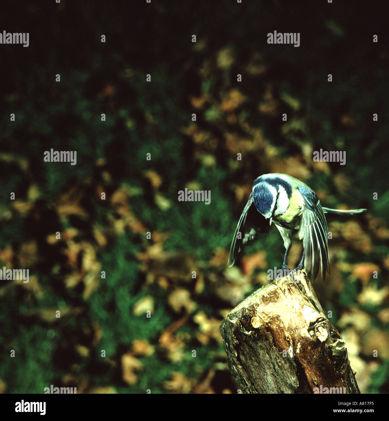 Blue Tit in flight Stock Photo - Alamy