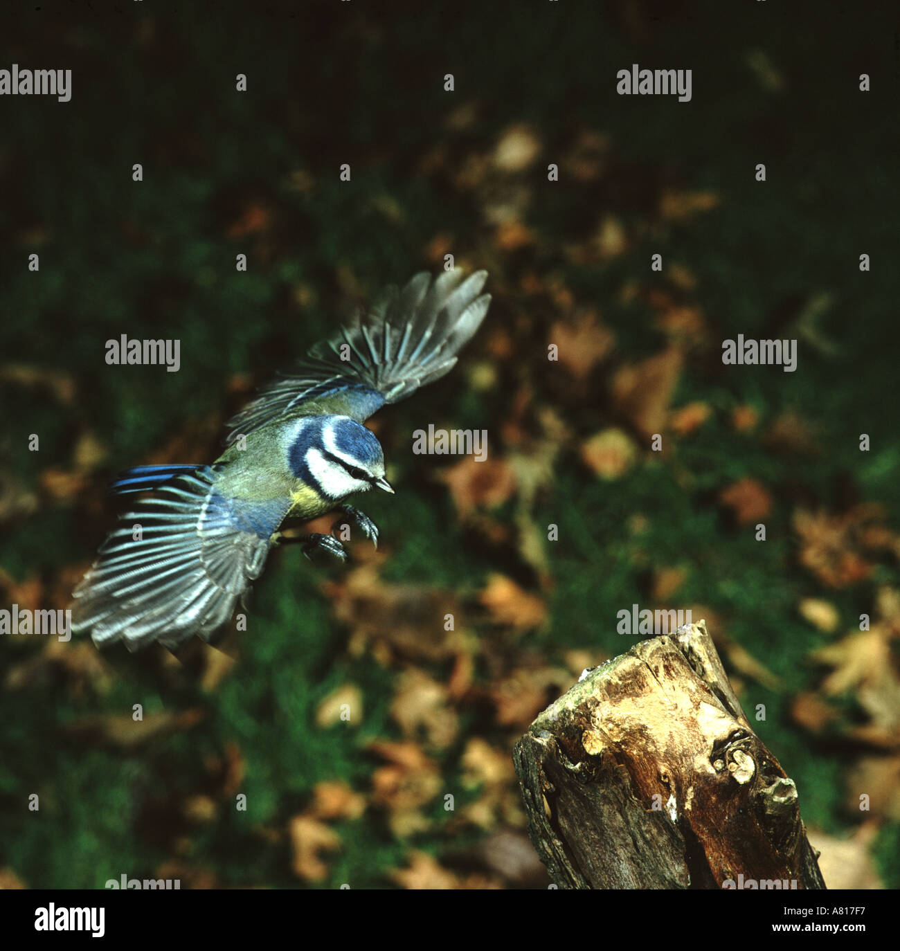 Blue Tit in flight Stock Photo - Alamy