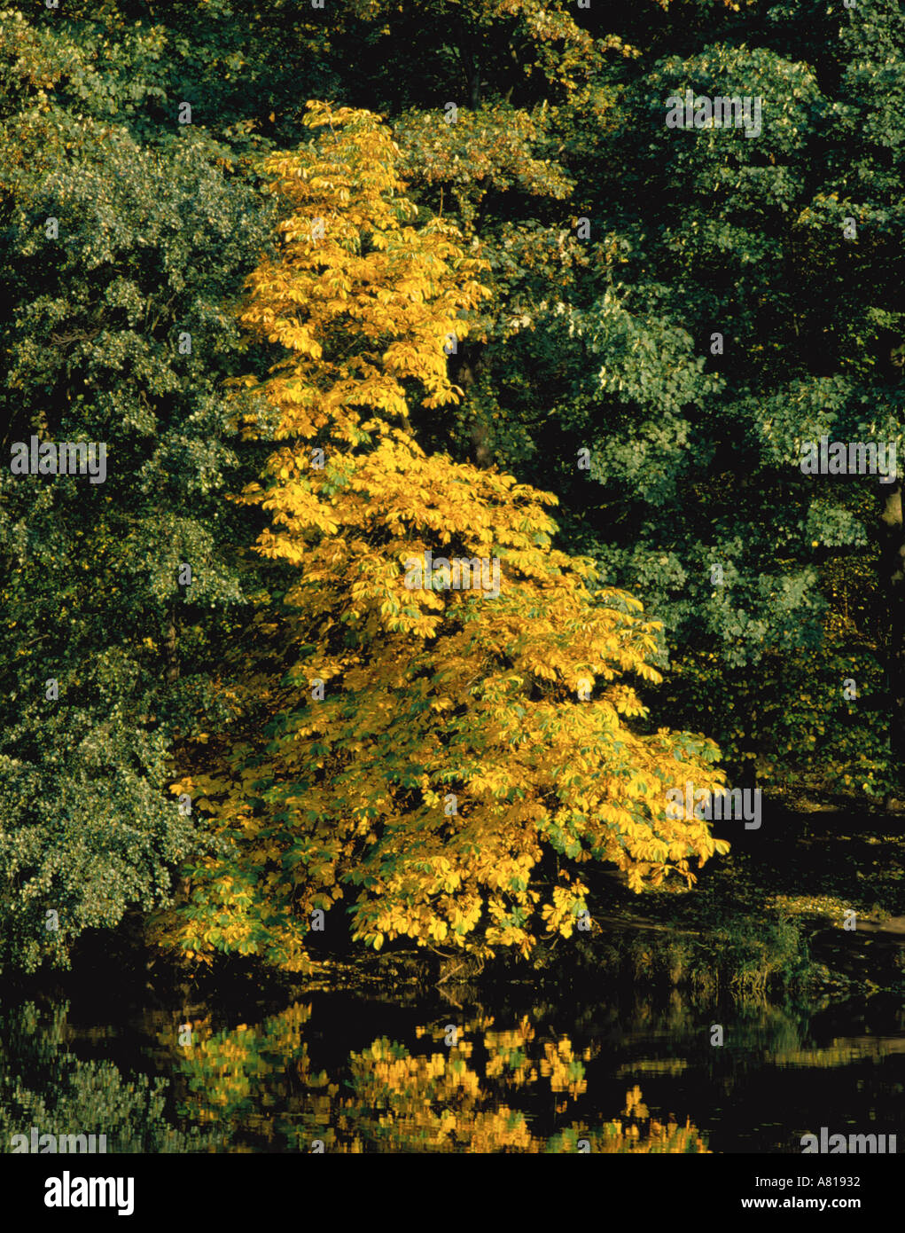 Horse Chestnut tree (Aesculus hippocastanum) in autumn seen over still ...