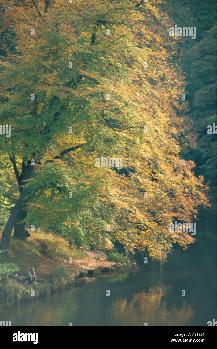 Beech tree (Fagus sylvatica) in autumn colours, riverbank of River Wear ...