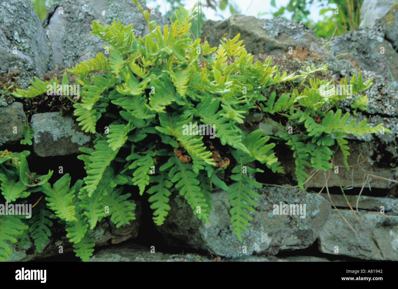 Common Polypody fern (Polypodium vulgare) on a dry stone wall Stock ...