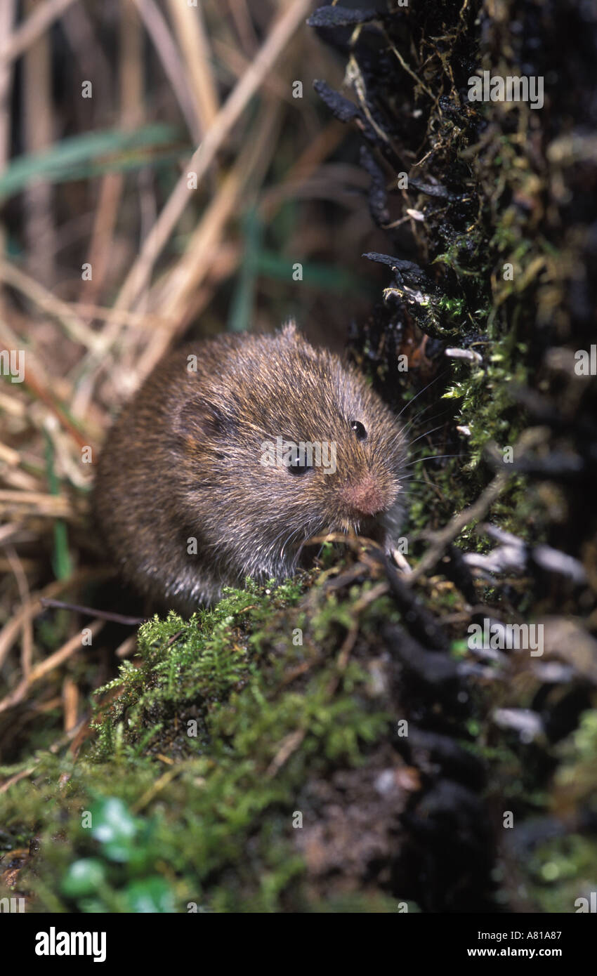 Field Vole Microtus agrestis Stock Photo - Alamy