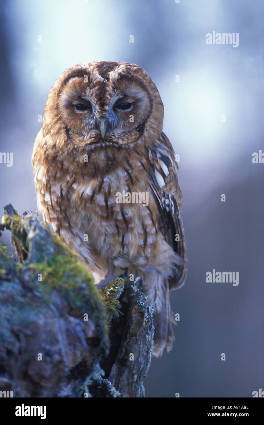 Tawny Owl Strix aluco Stock Photo - Alamy