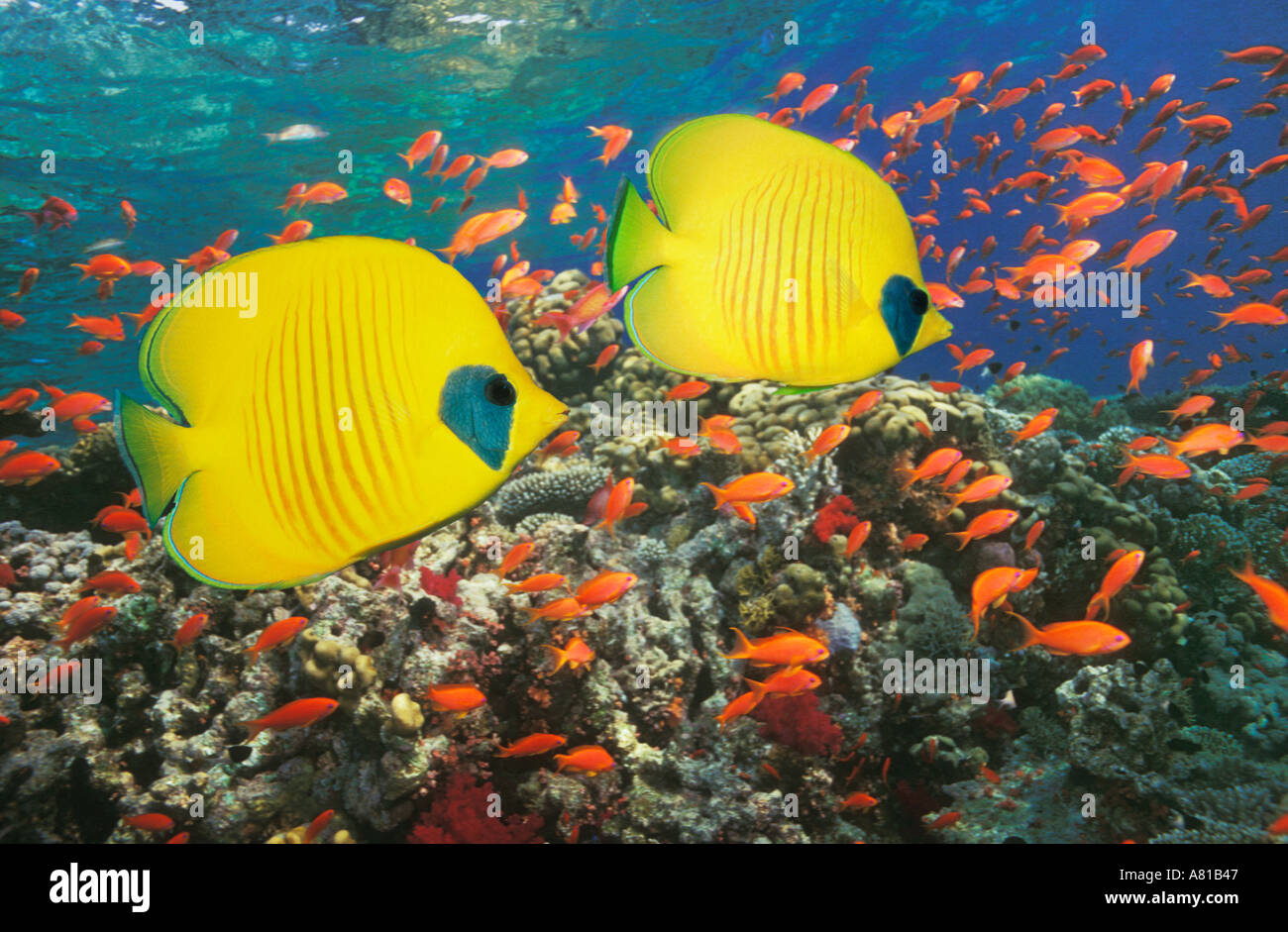 Golden butterflyfish Chaetodon semilarvatus with coral reef scenery Red ...