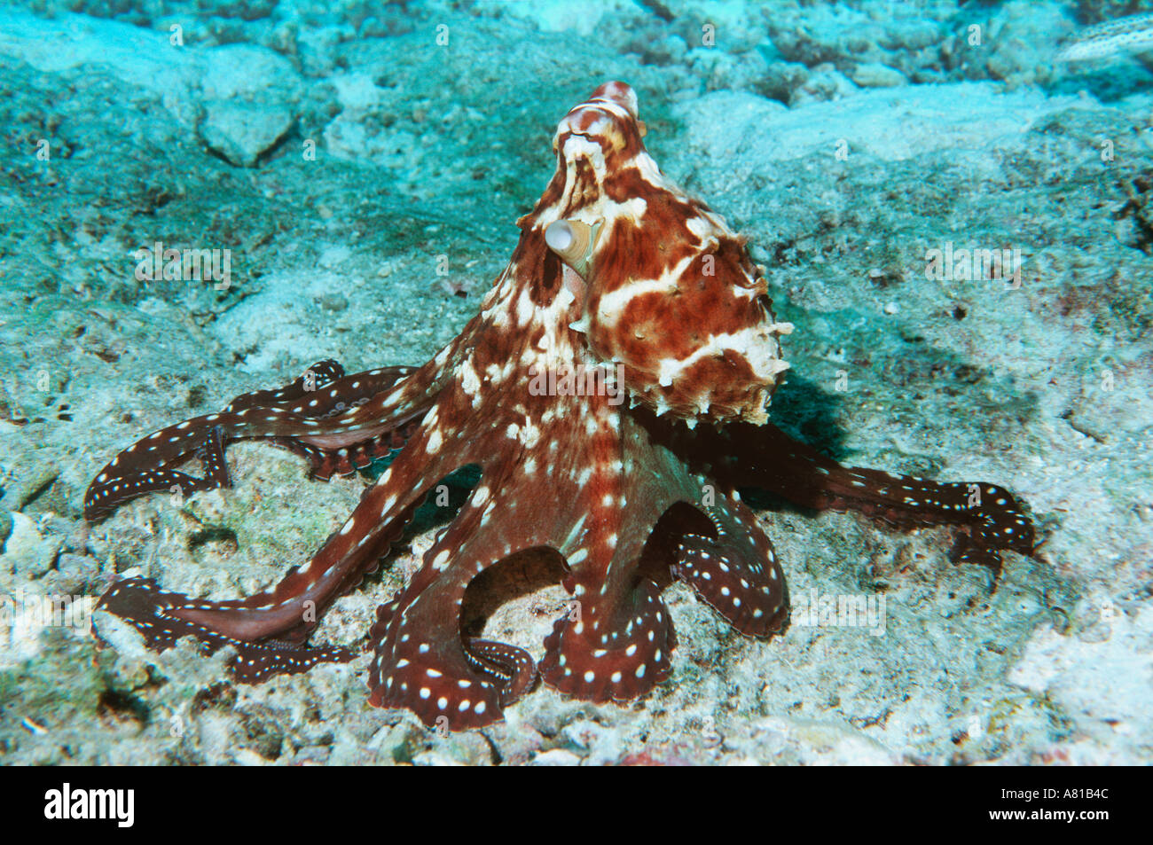 Octopus Octopus cyanea hunting on coral reef Andaman Sea Thailand Stock ...