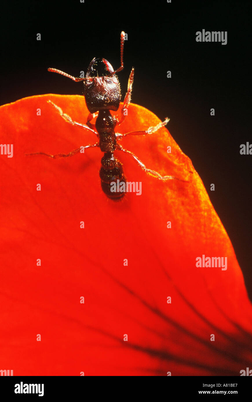 Red head ant hi-res stock photography and images - Alamy