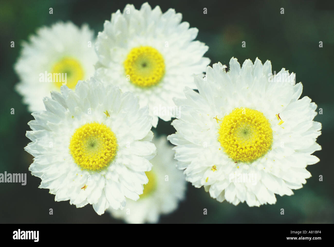 White paper daisies Stock Photo - Alamy