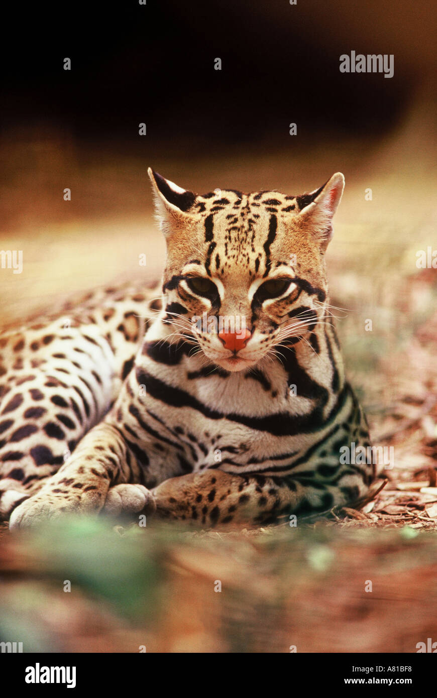 Ozelot hi-res stock photography and images - Alamy