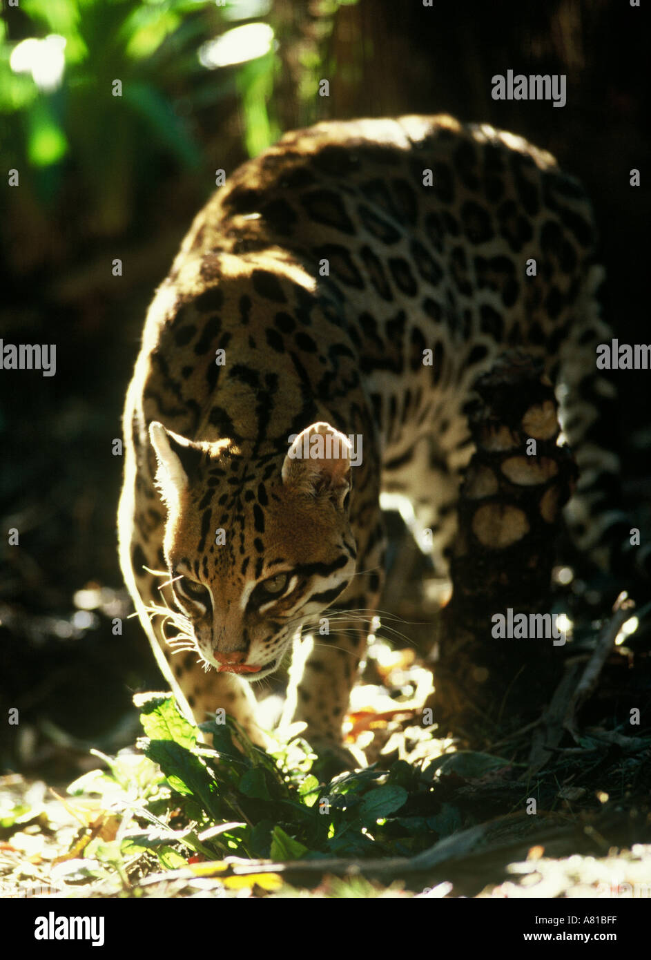 Ozelot hi-res stock photography and images - Alamy