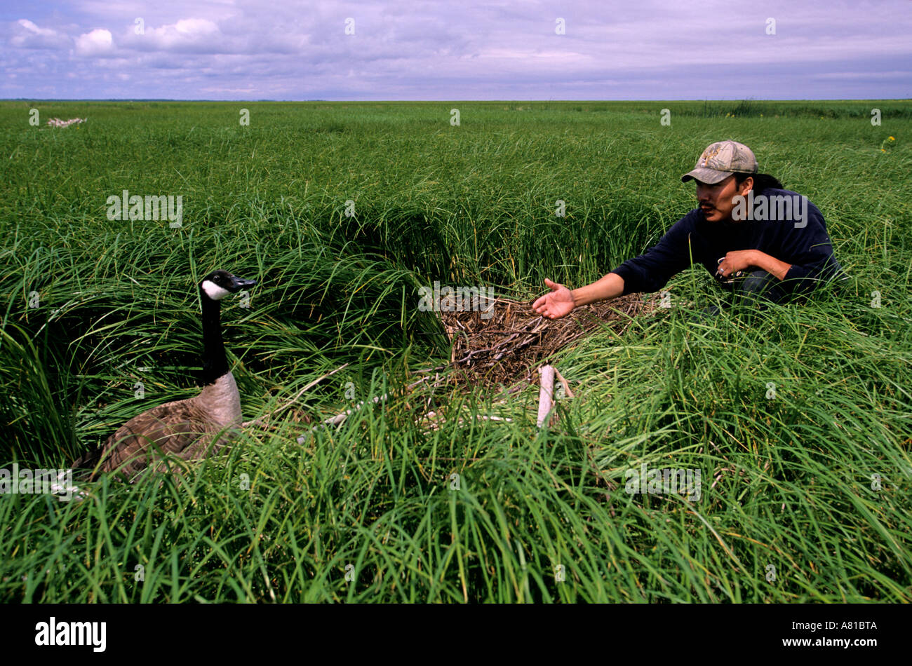 Canada, North of Ontario, amerindien Cri (Cree) and wild goose (Bustard ...