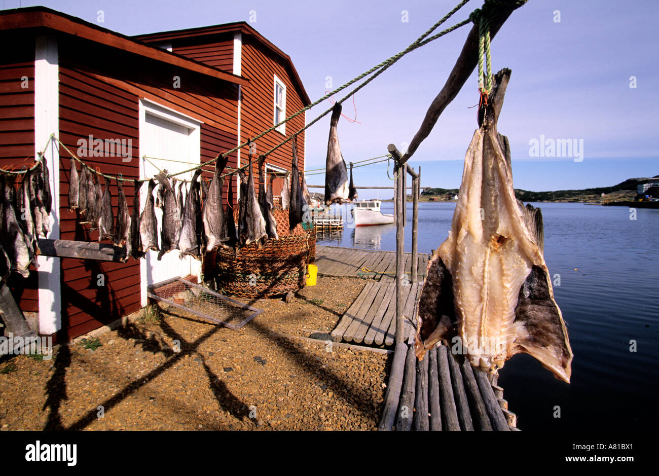 Cod fishing newfoundland hi-res stock photography and images - Alamy