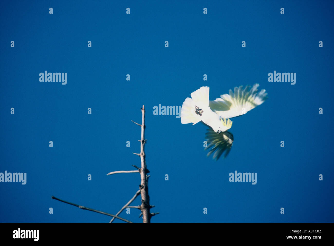 Sulphur crested cockatoo Cacatua galerita flying off a dead conifer ...