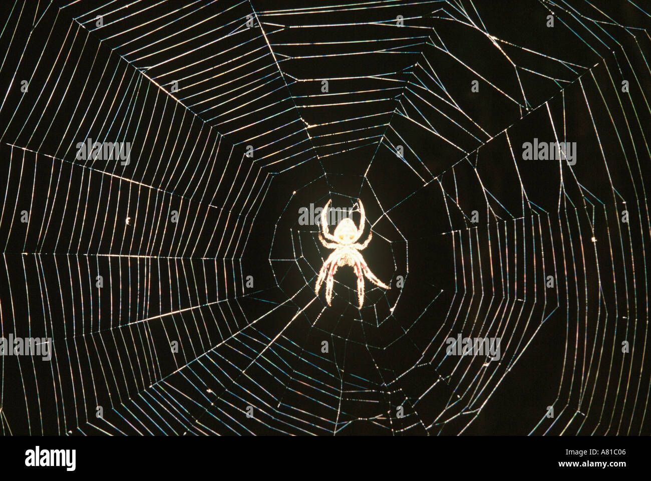 Spider in web Stock Photo - Alamy