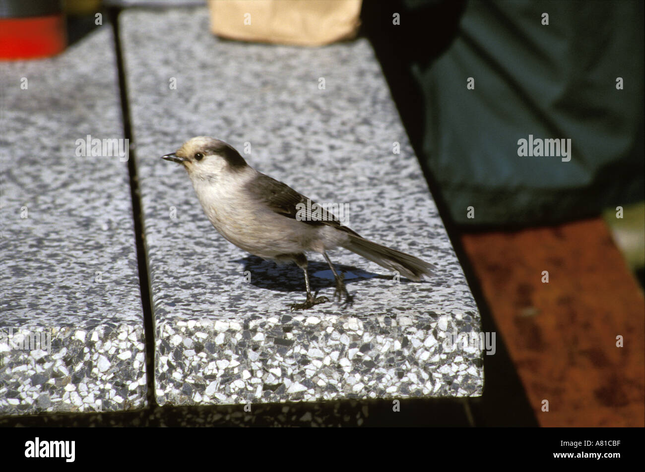 Whiskey jack birds hi-res stock photography and images - Alamy