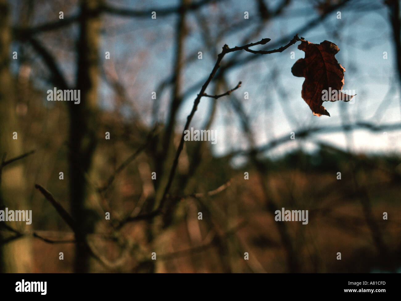 Last leaf of Autumn Stock Photo - Alamy