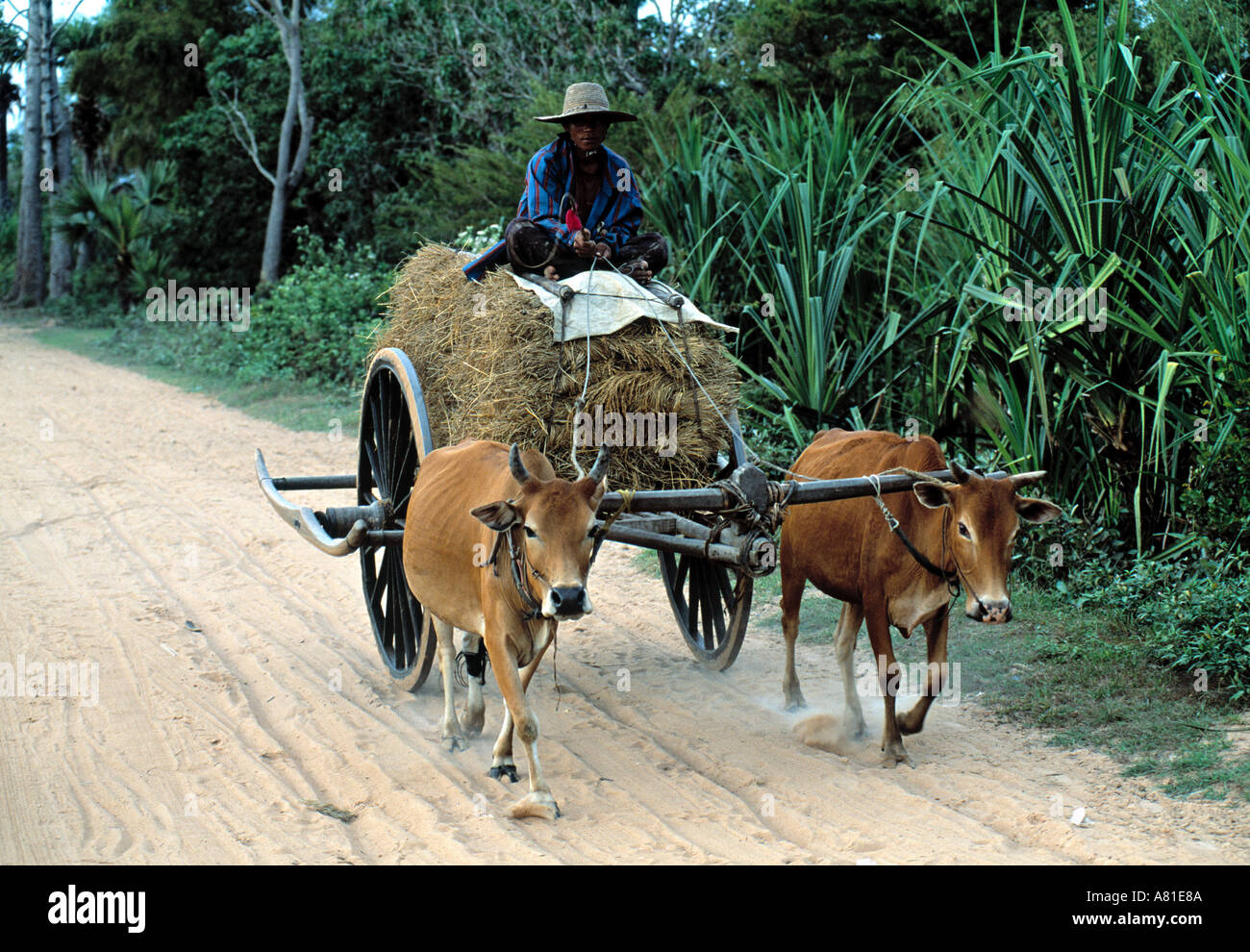 Ox cart cambodia hi-res stock photography and images - Alamy