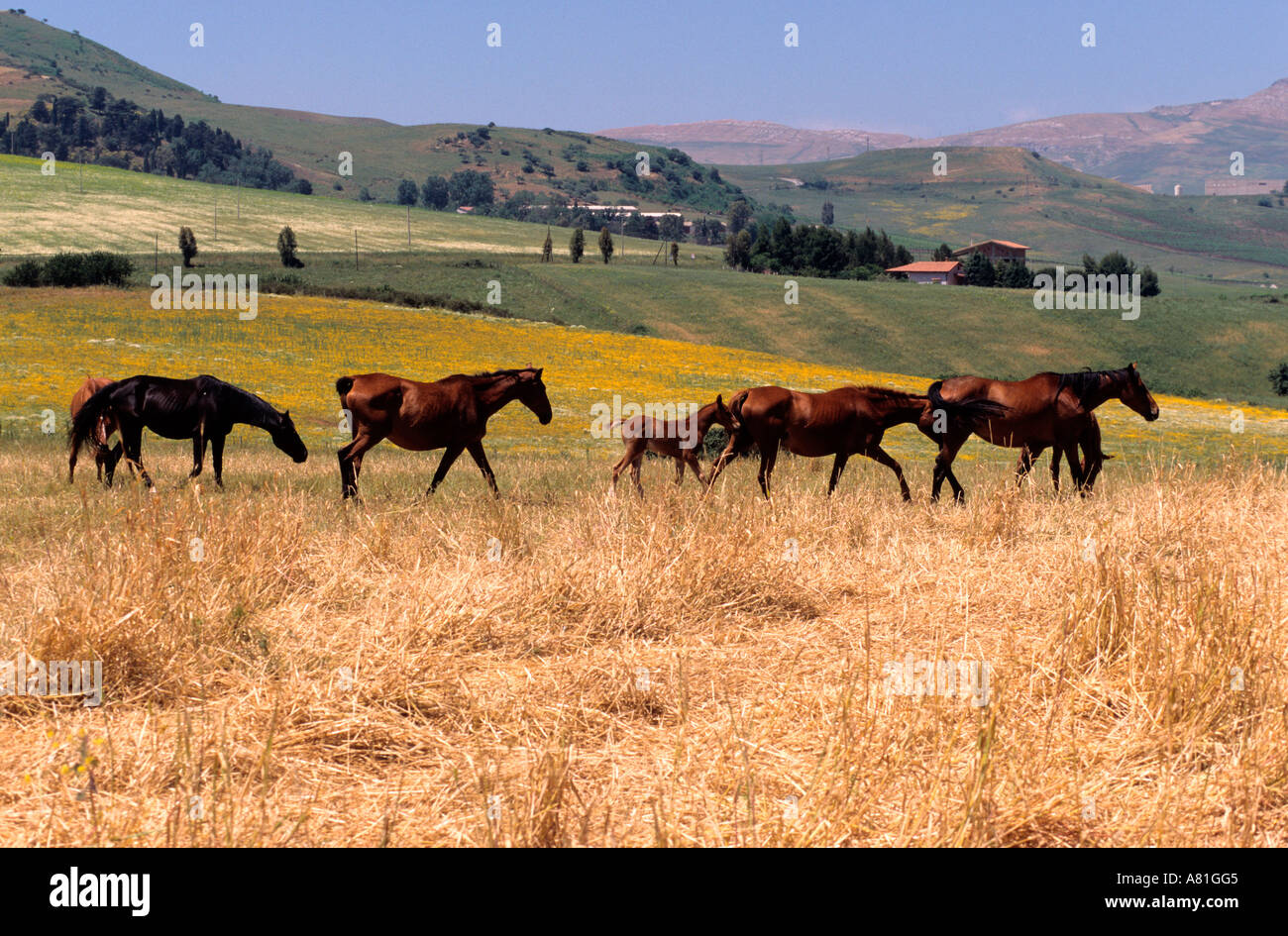 Italy, Sicily, the countryside in Palermo area Stock Photo - Alamy
