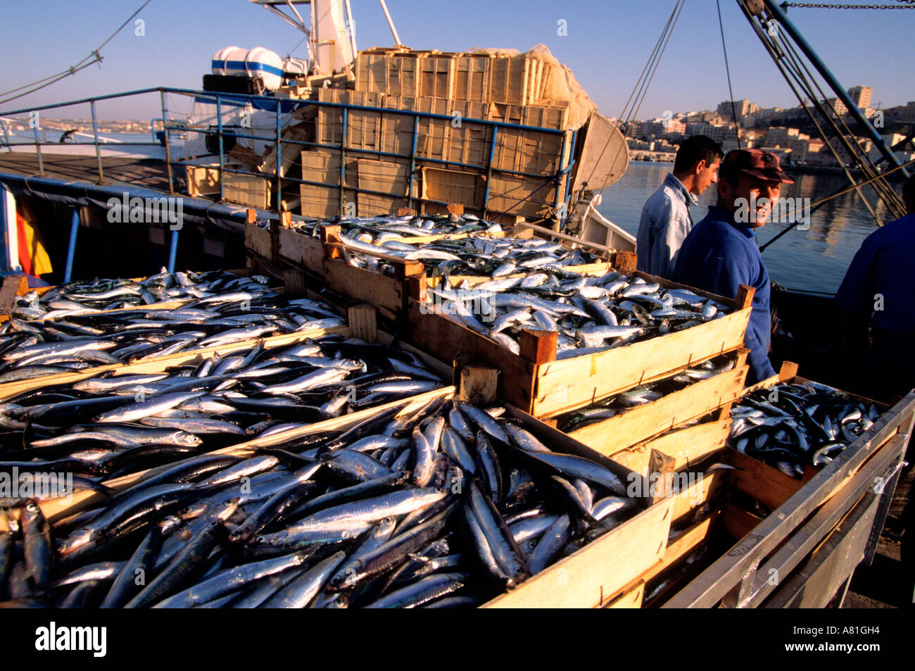 Italy, Sicily, Sciacca's port, the arrival of the sardine fishing boats ...