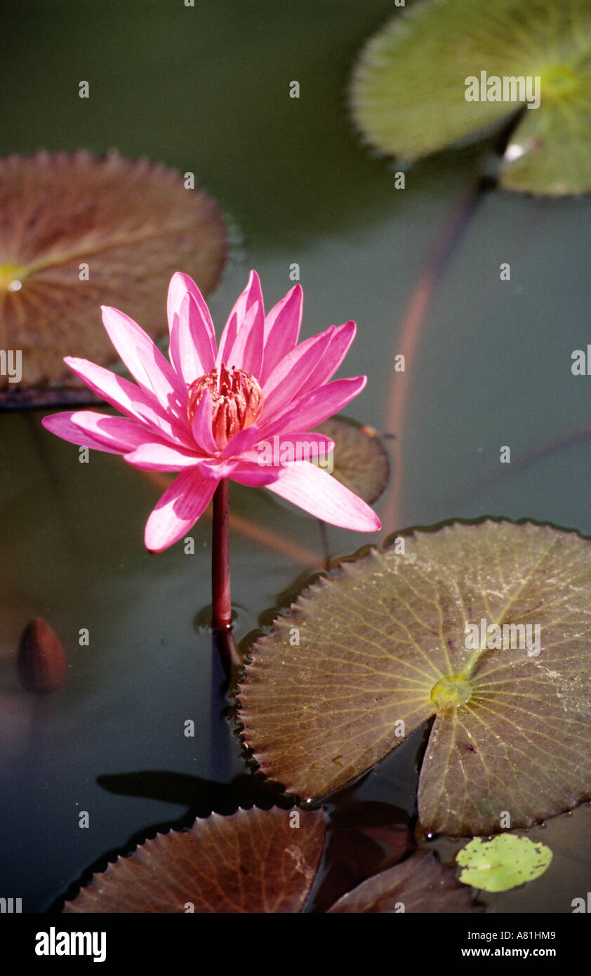 Sri Lanka, sacred city of Kandy, botanical garden, Lotus flower Stock ...