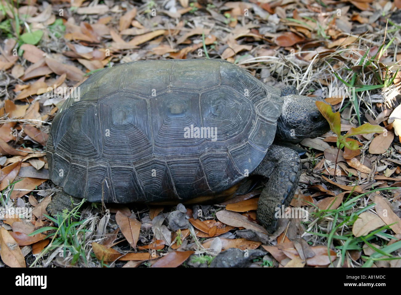 Gopher tortoise gopherus polyphemus Stock Photo - Alamy Gopher tortoise gopherus polyphemus Stock Photo - Alamy