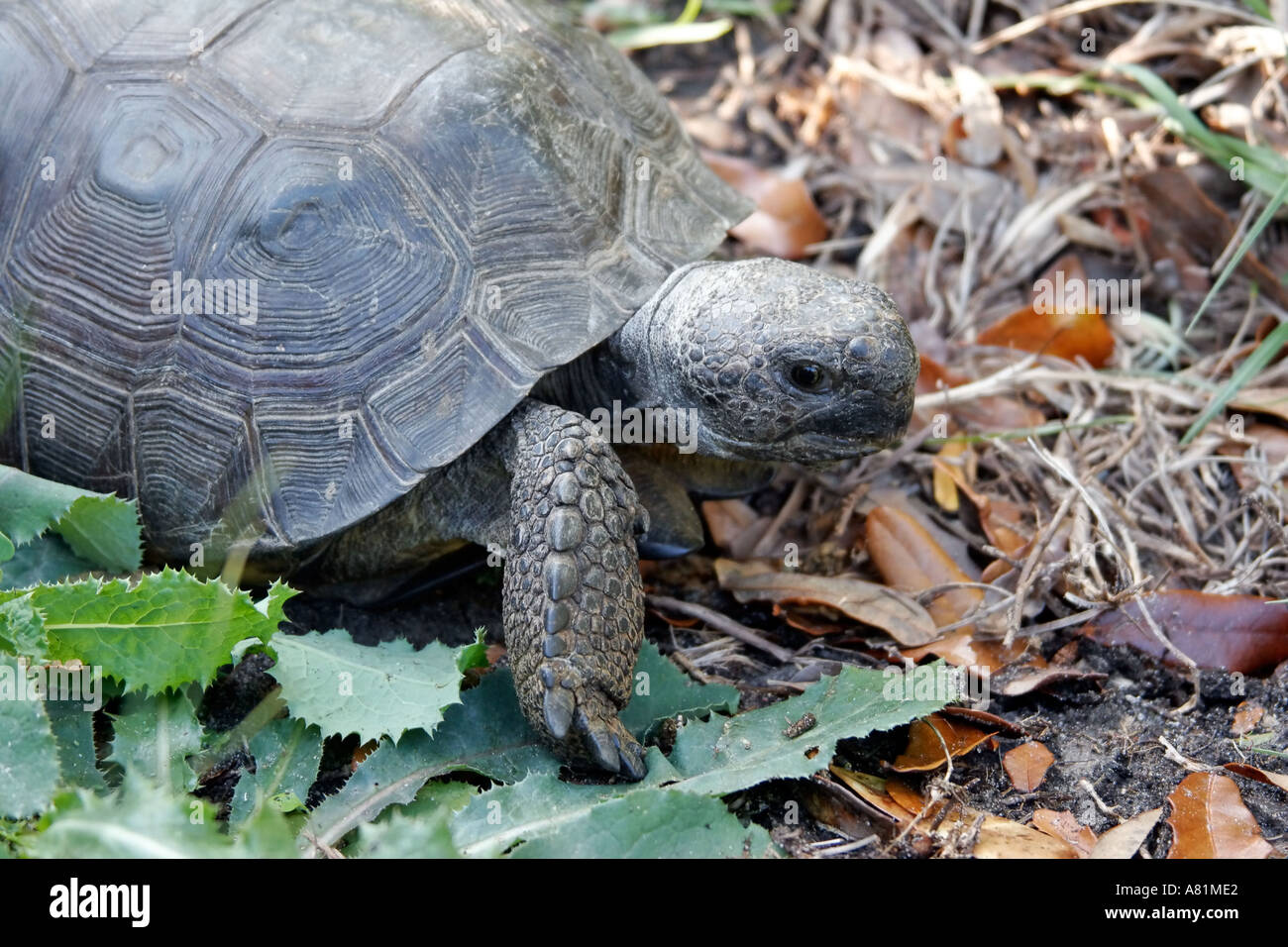 Gopher tortoise gopherus polyphemus Stock Photo - Alamy