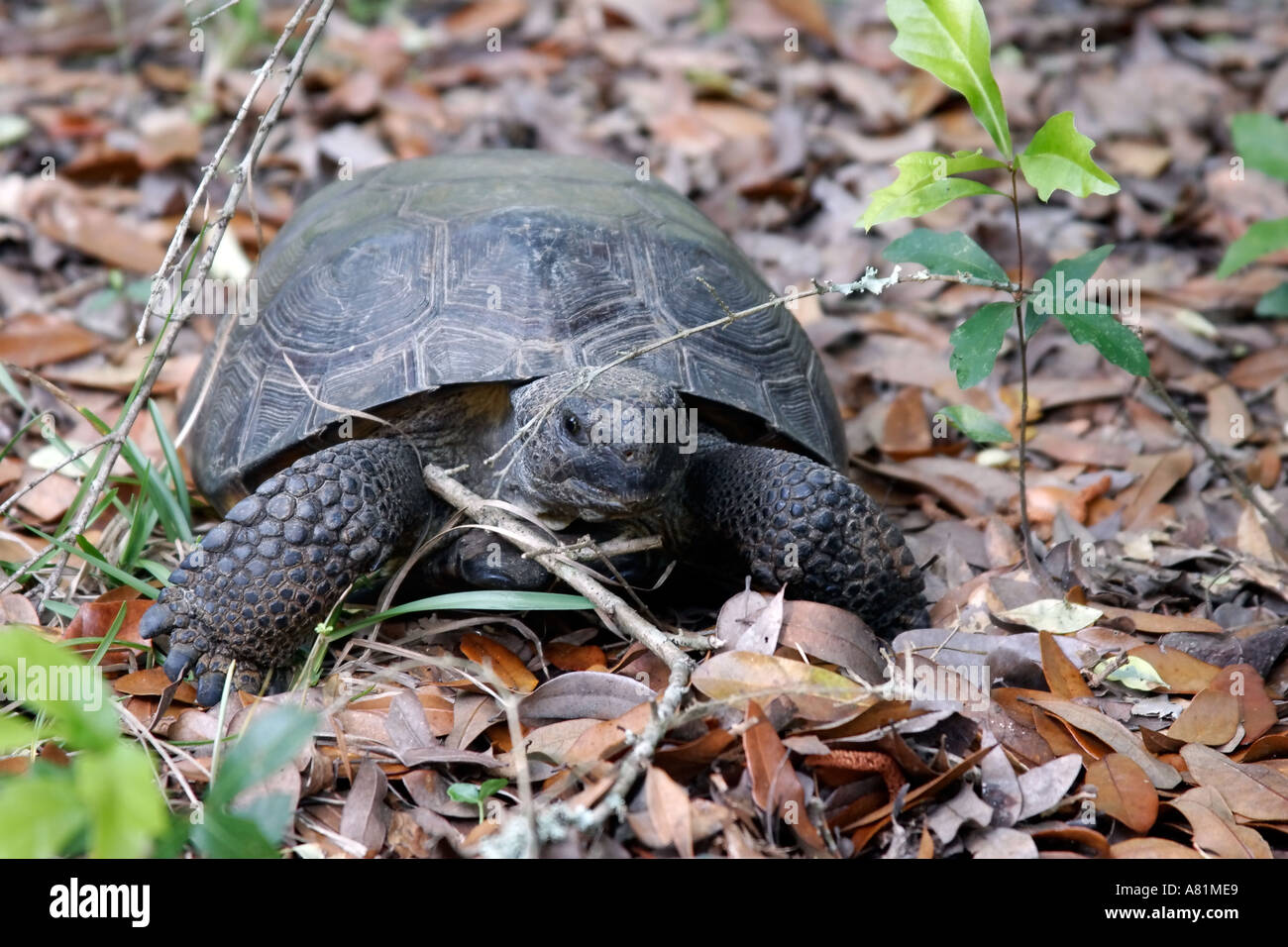 Gopher tortoise gopherus polyphemus Stock Photo - Alamy