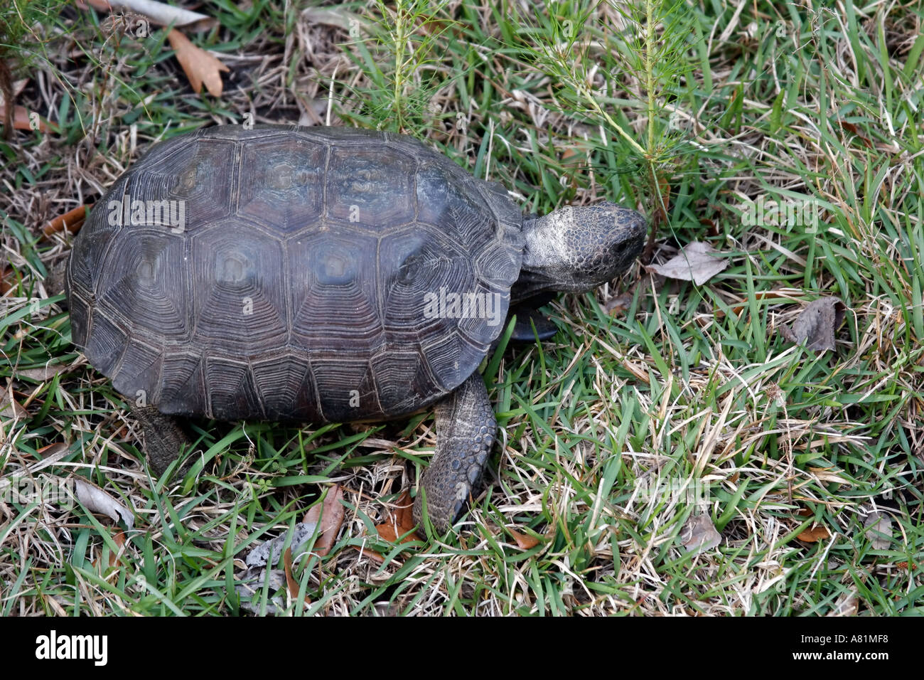 Gopher tortoise gopherus polyphemus Stock Photo - Alamy
