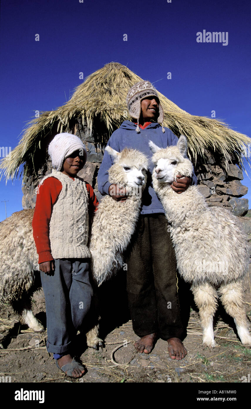 Peru, Puno Department, Altiplano area, farmers breeding alpacas around ...