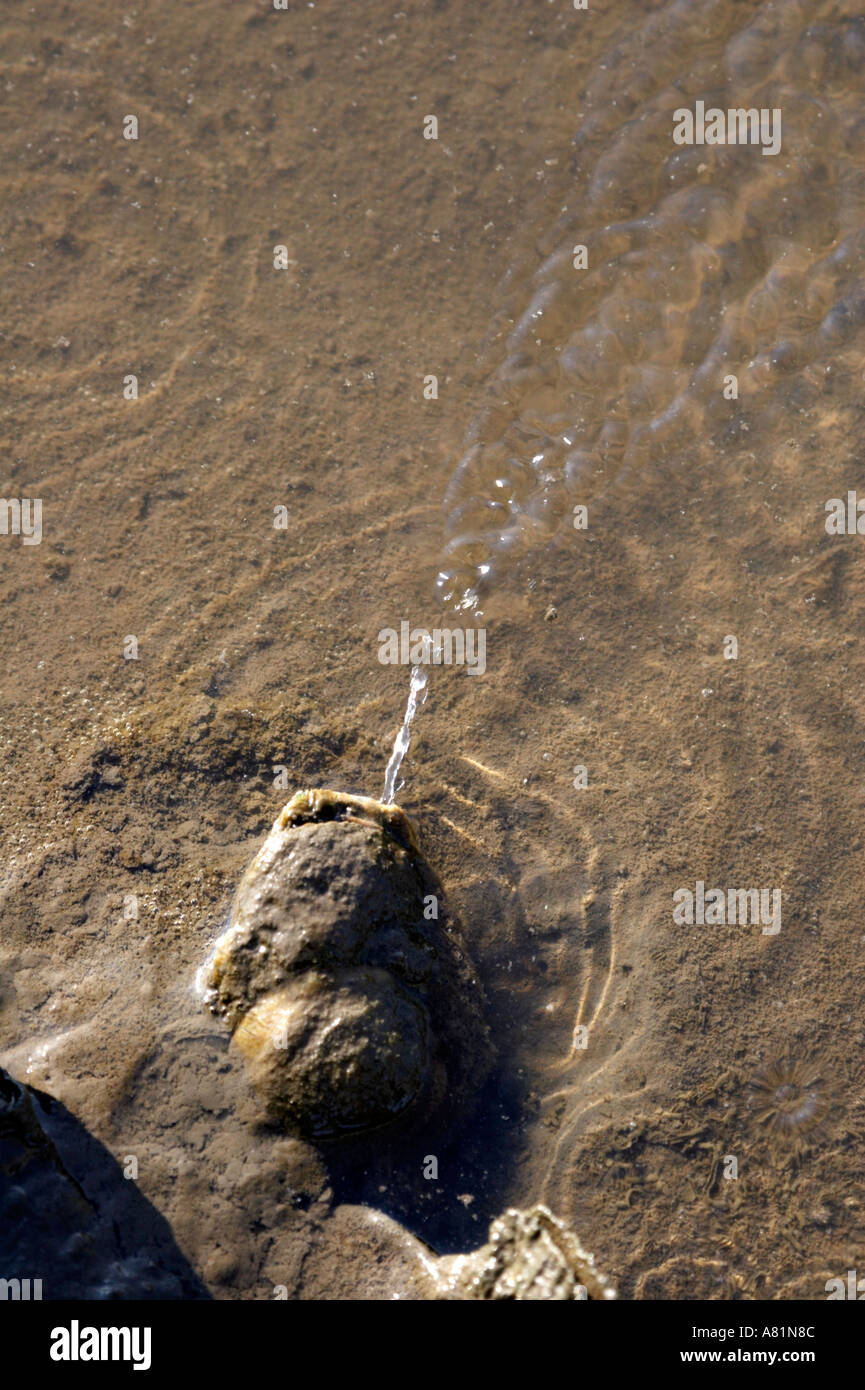 Spitting water hi-res stock photography and images - Alamy