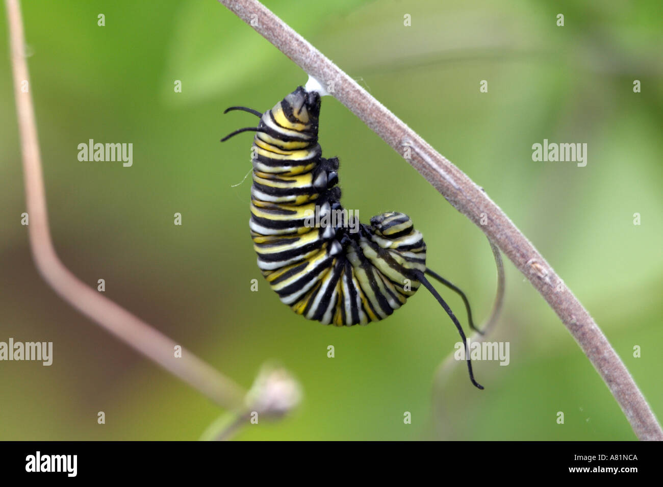 Monarch caterpillar preparing for the pupa chrysalis stage of ...
