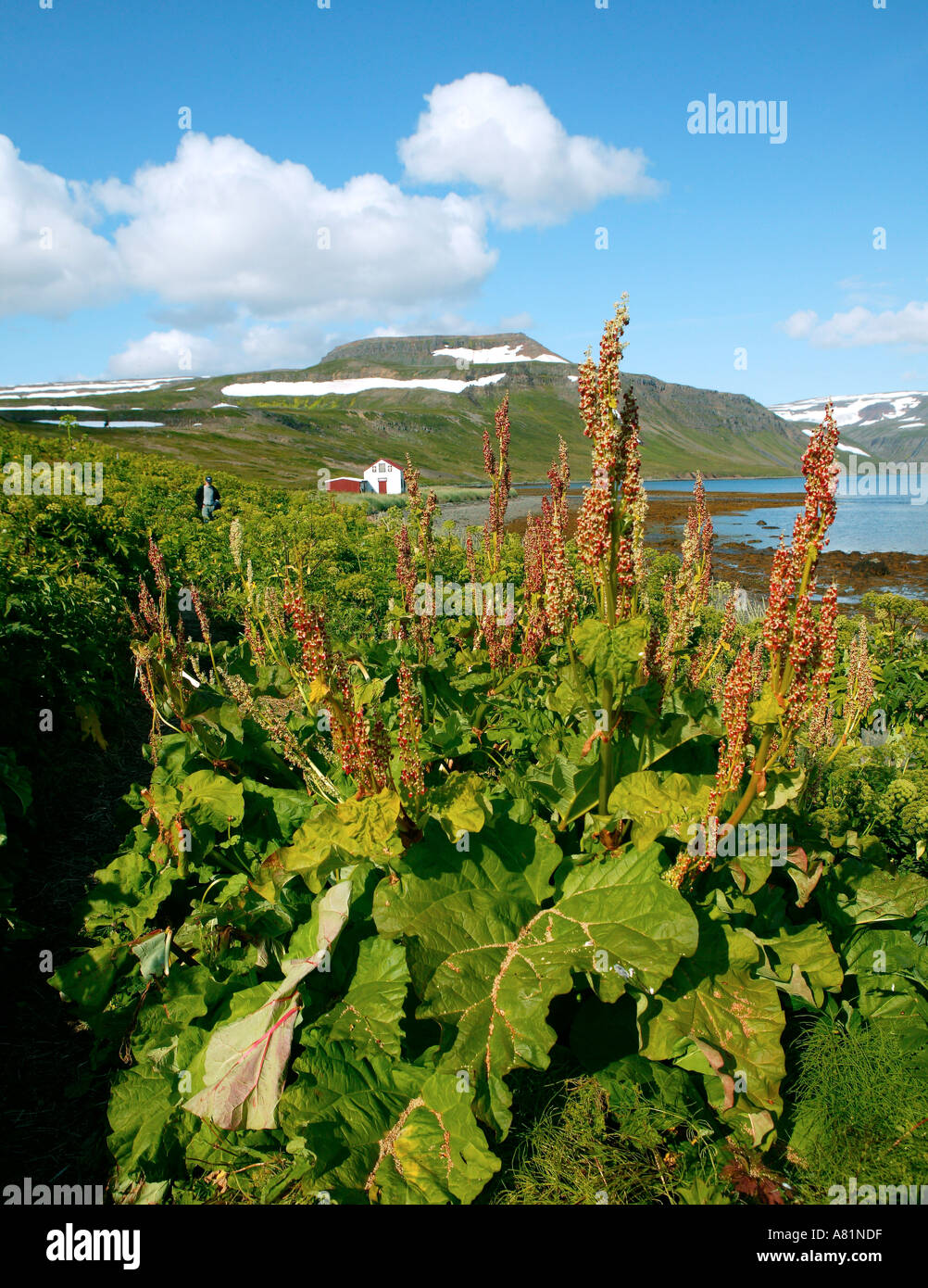 Hesteyri hi-res stock photography and images - Alamy