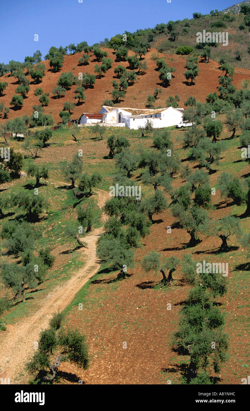 Spain, Andalusia, field of olive trees Stock Photo - Alamy