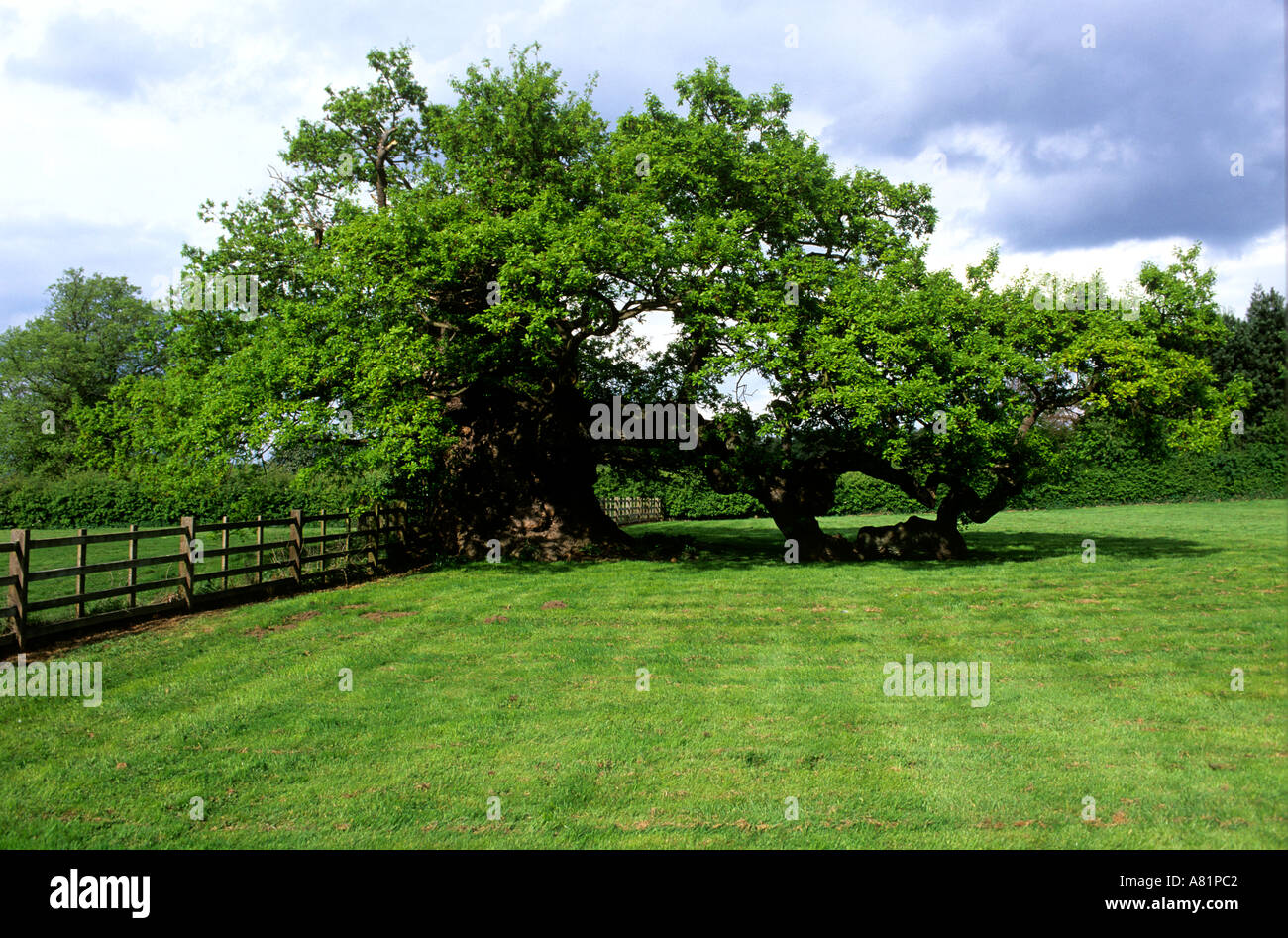 OLD OAK TREE IN GARDEN Stock Photo - Alamy