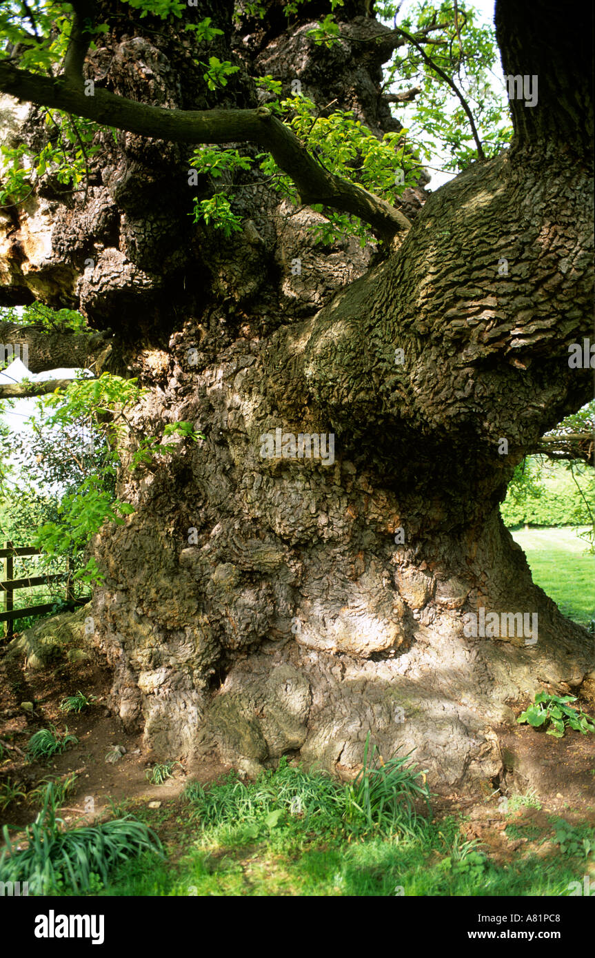 OLD OAK TREE IN GARDEN Stock Photo - Alamy