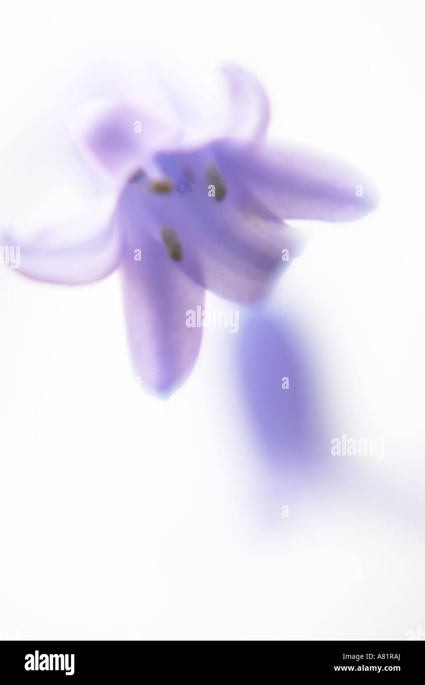 Still life of blue bell head on white background Stock Photo - Alamy