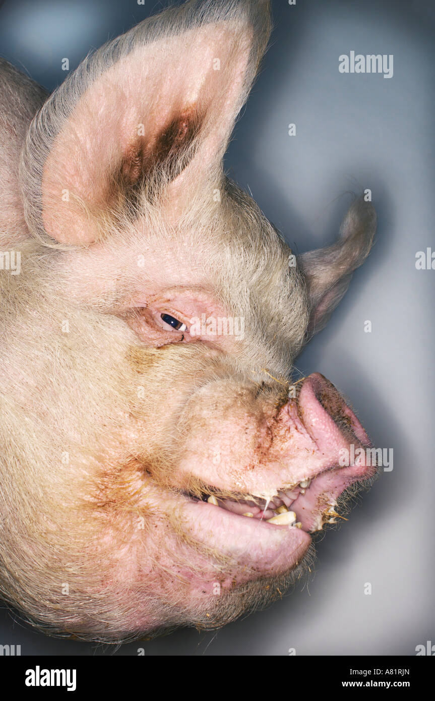 Smiling pig on grey background Stock Photo - Alamy