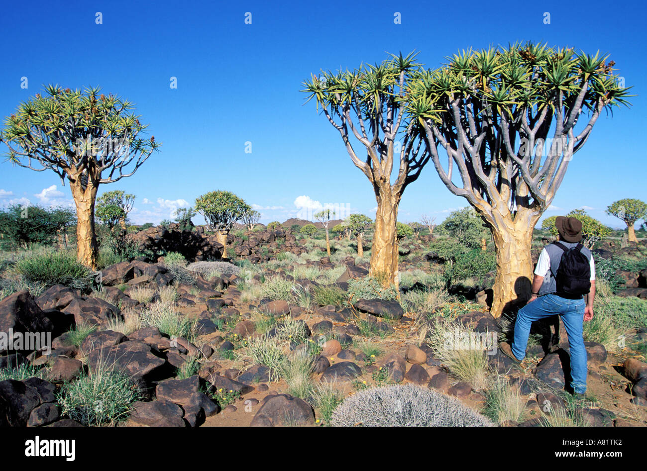 Namibia, Fish River canyon, Kokerboom (Cuiver Tree Forest), tree used ...