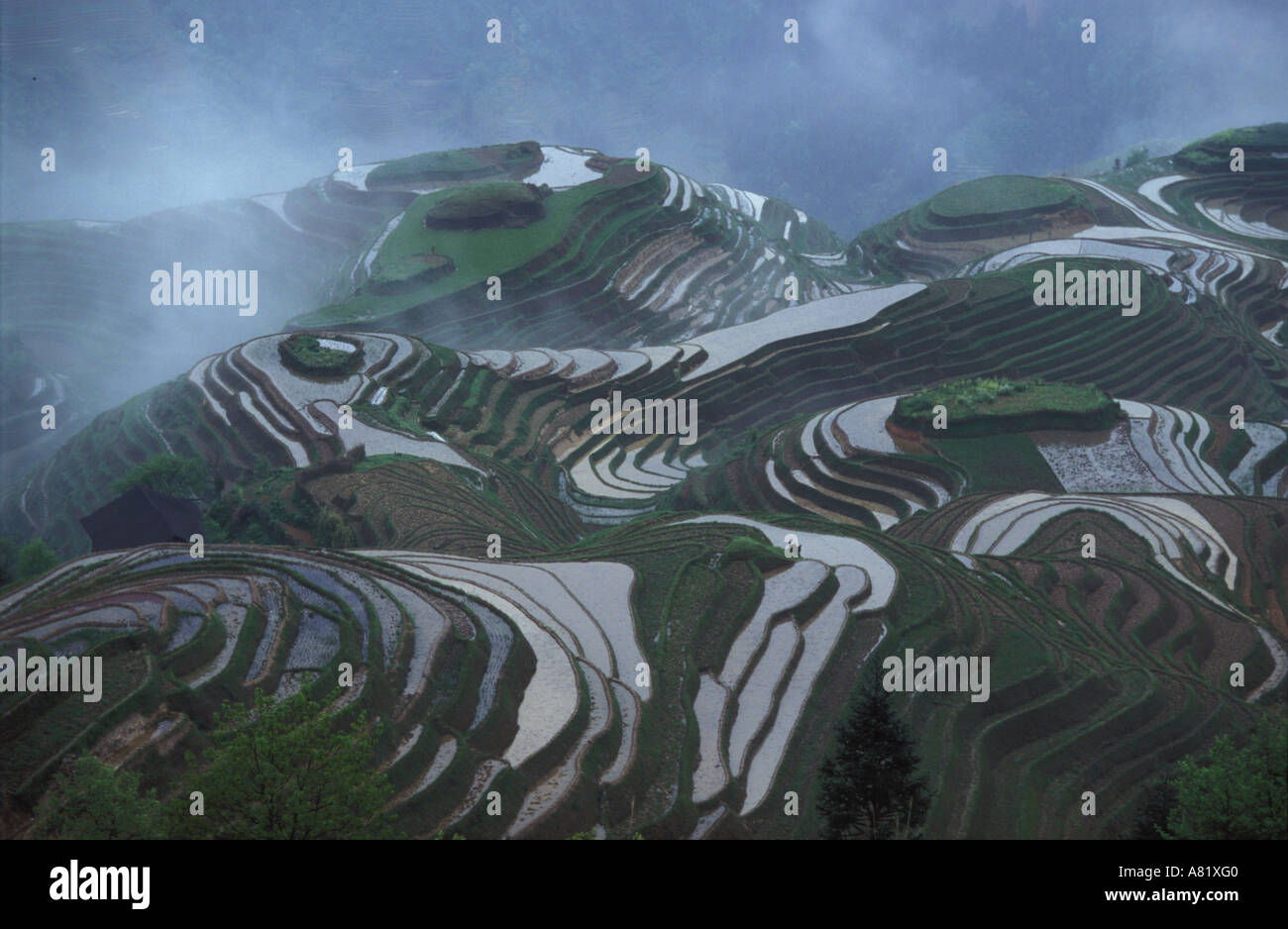 China, Guangxi province, rice fields of the backbone of the dragon ...